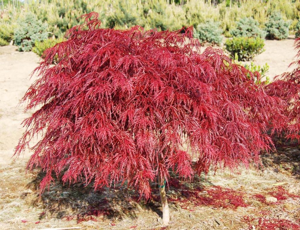 Crimson Queen Japanese Maple A Graceful Icon of Landscape Design